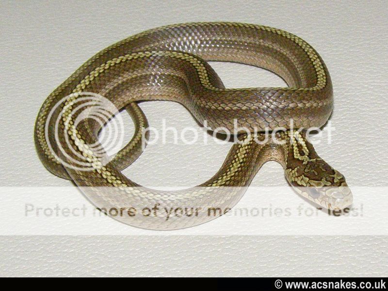 E Midlands - Snakes available at Doncaster | Reptile Forums