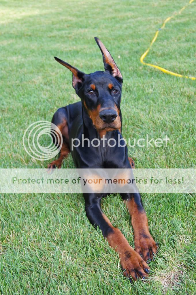 Growth Chart of Puppy - Weight and Height? | Page 19 | Doberman Forum ...
