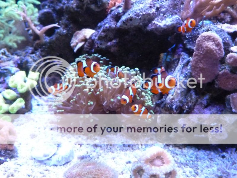 TR Clownfish / Sinularia / Biocube 14 with custom stand | Michigan Reefers